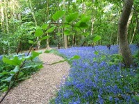 Colney Woodland Burial Park in Norwich, Norfolk NR4 7TY